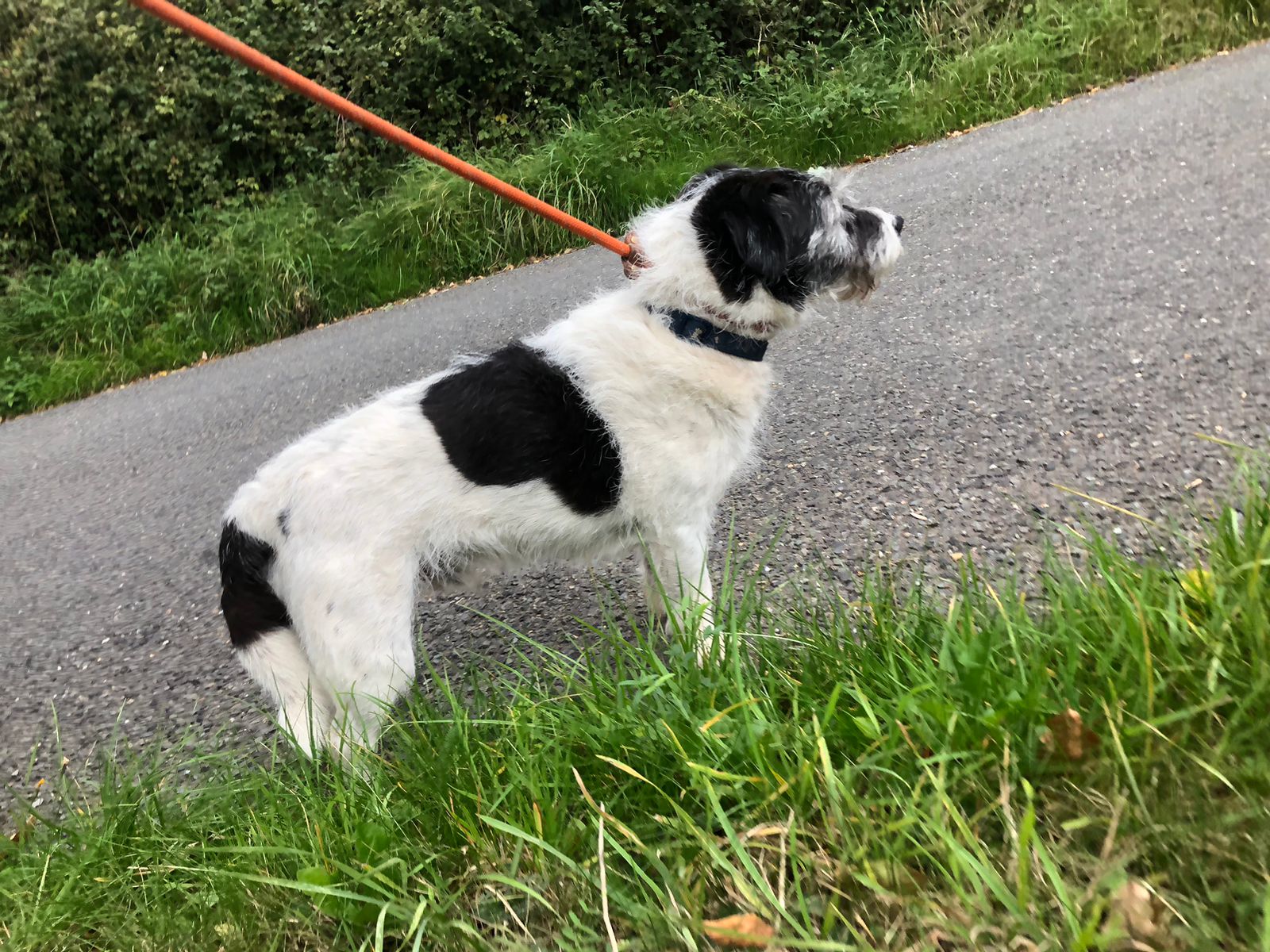 Dog Found – Timberscombe