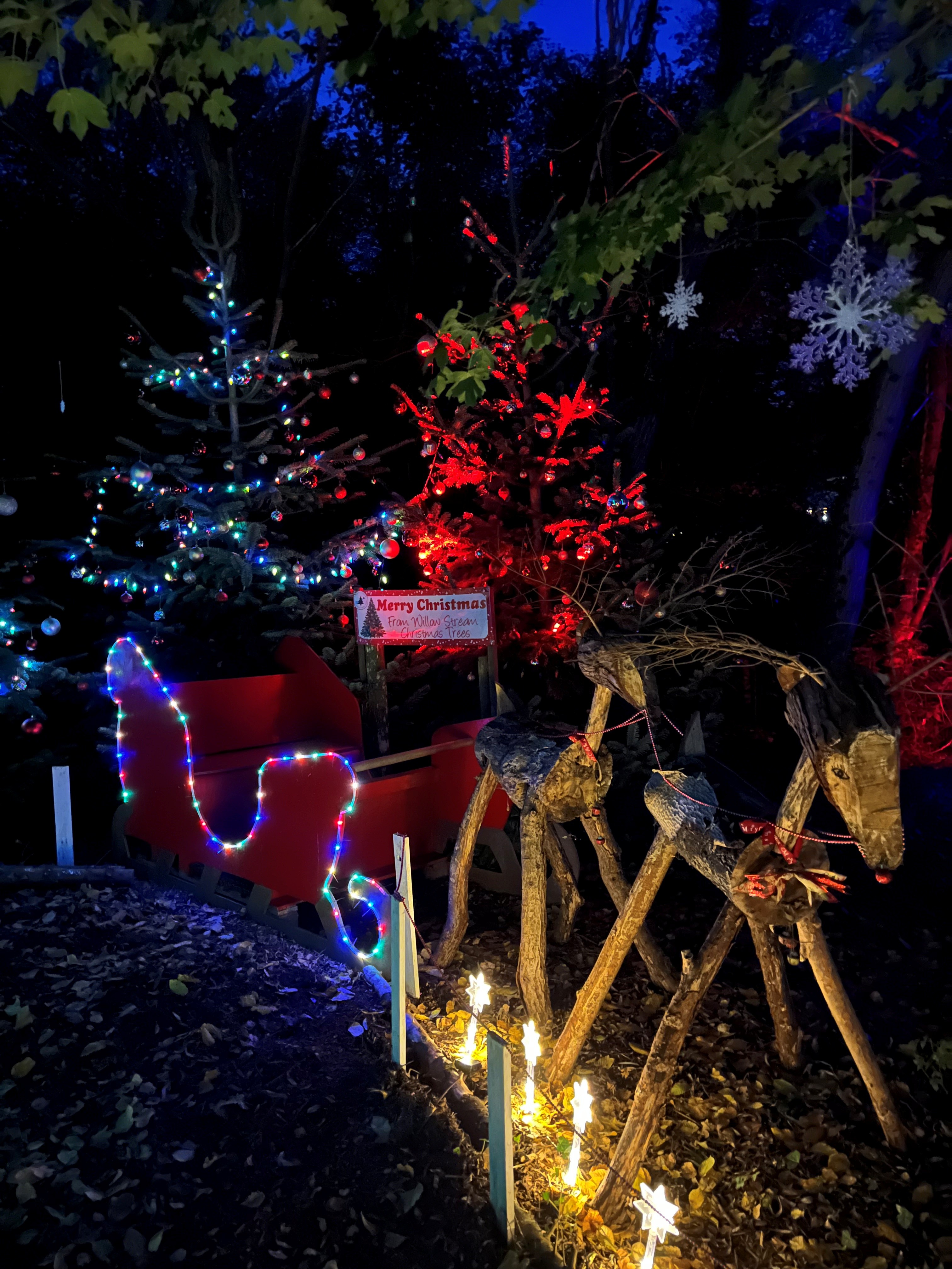 Winter Glow at Willow Stream Christmas Trees – Timberscombe